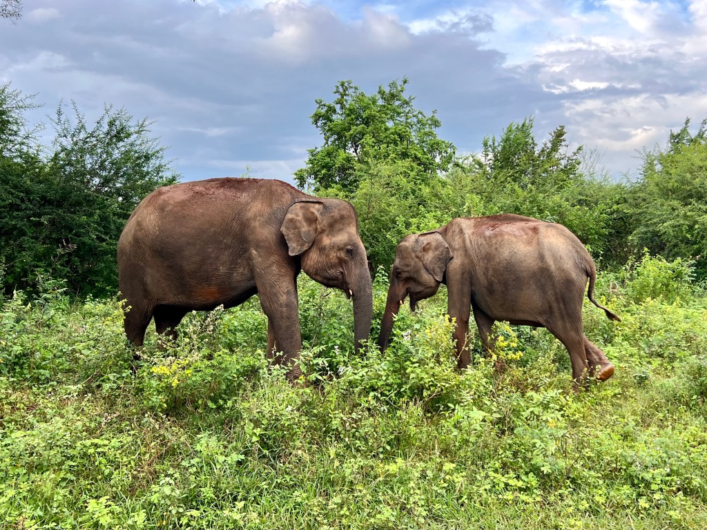 Wildlife Encounters: Animals You’ll See on a Sri Lanka Safari ...
